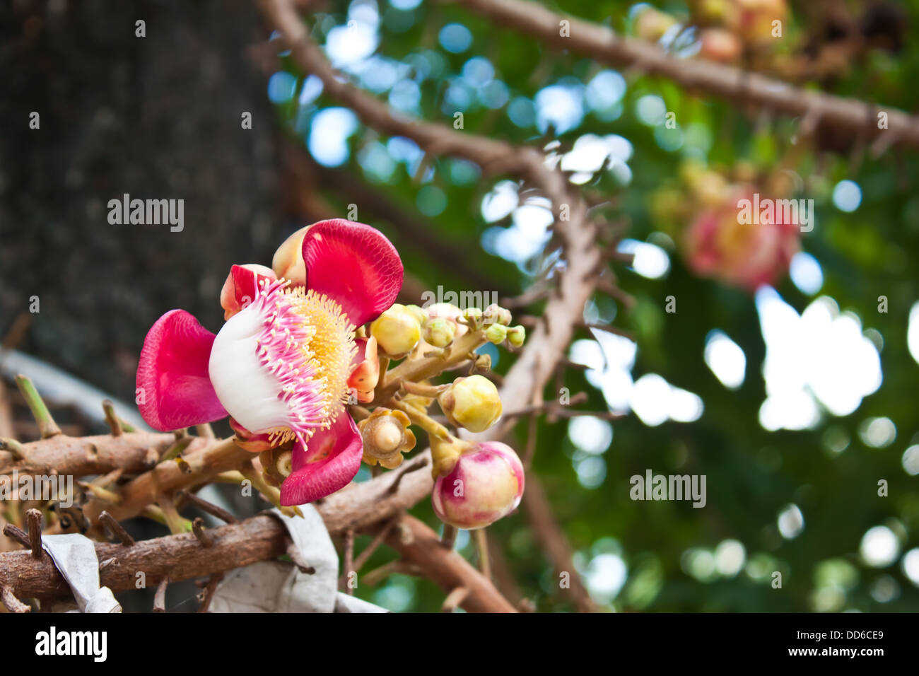 Sala flower hi-res stock photography and images - Alamy
