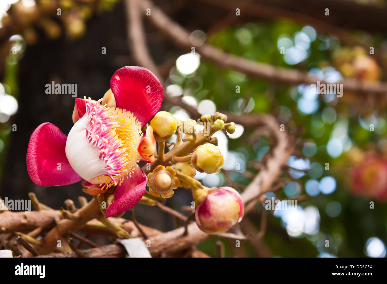 Sala tree hi-res stock photography and images - Alamy