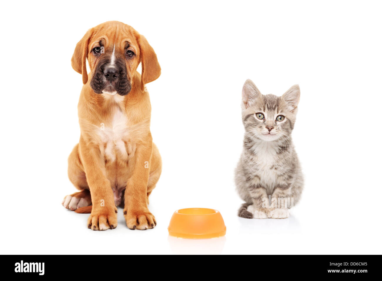 Little dog and cat looking at camera Stock Photo - Alamy