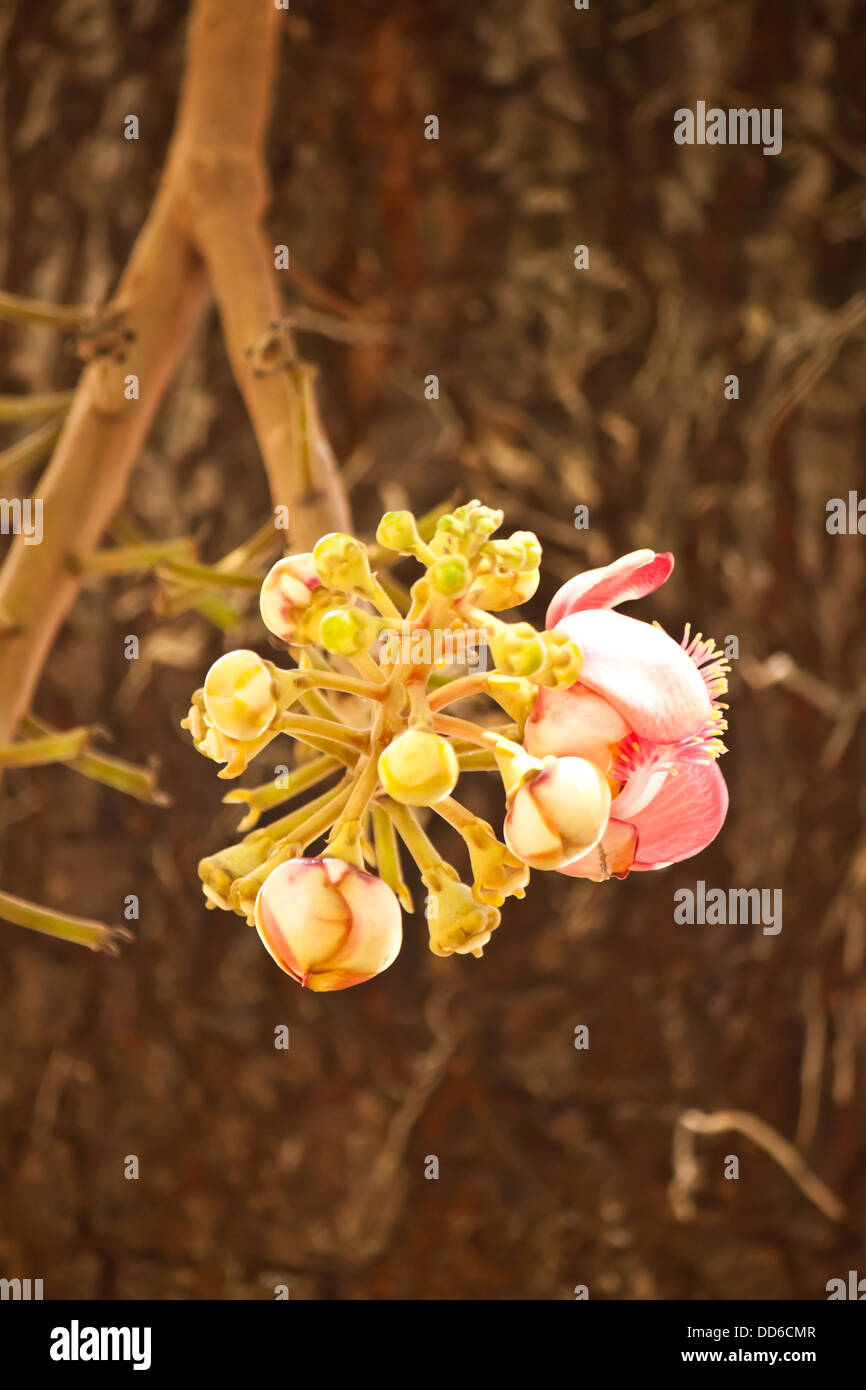 Sala flower hi-res stock photography and images - Alamy