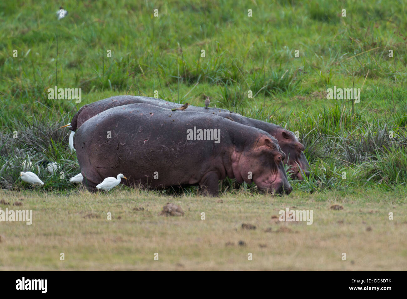 Oxpecker Hippo Stock Photos & Oxpecker Hippo Stock Images - Alamy