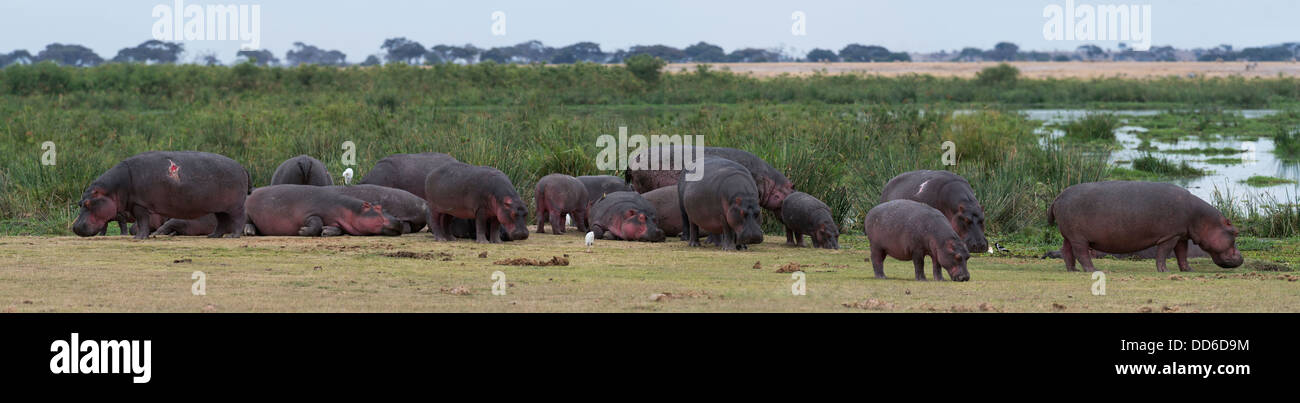 Large group of hippos Stock Photo - Alamy