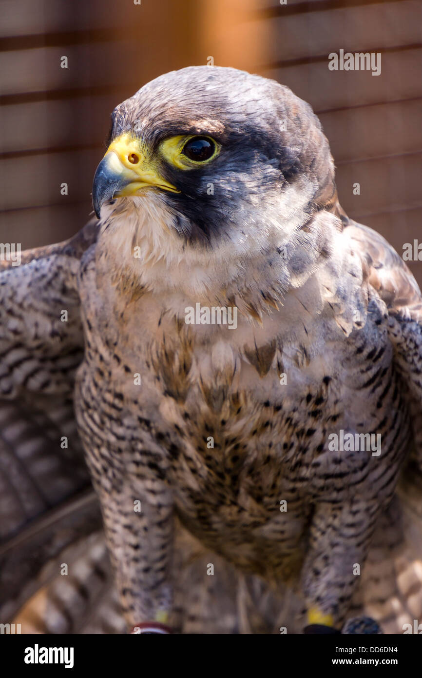 Peregrine falcon england hi-res stock photography and images - Alamy