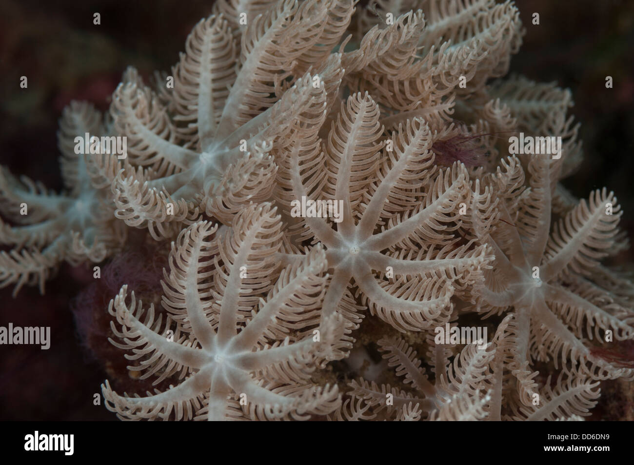 Single Coral Polyp