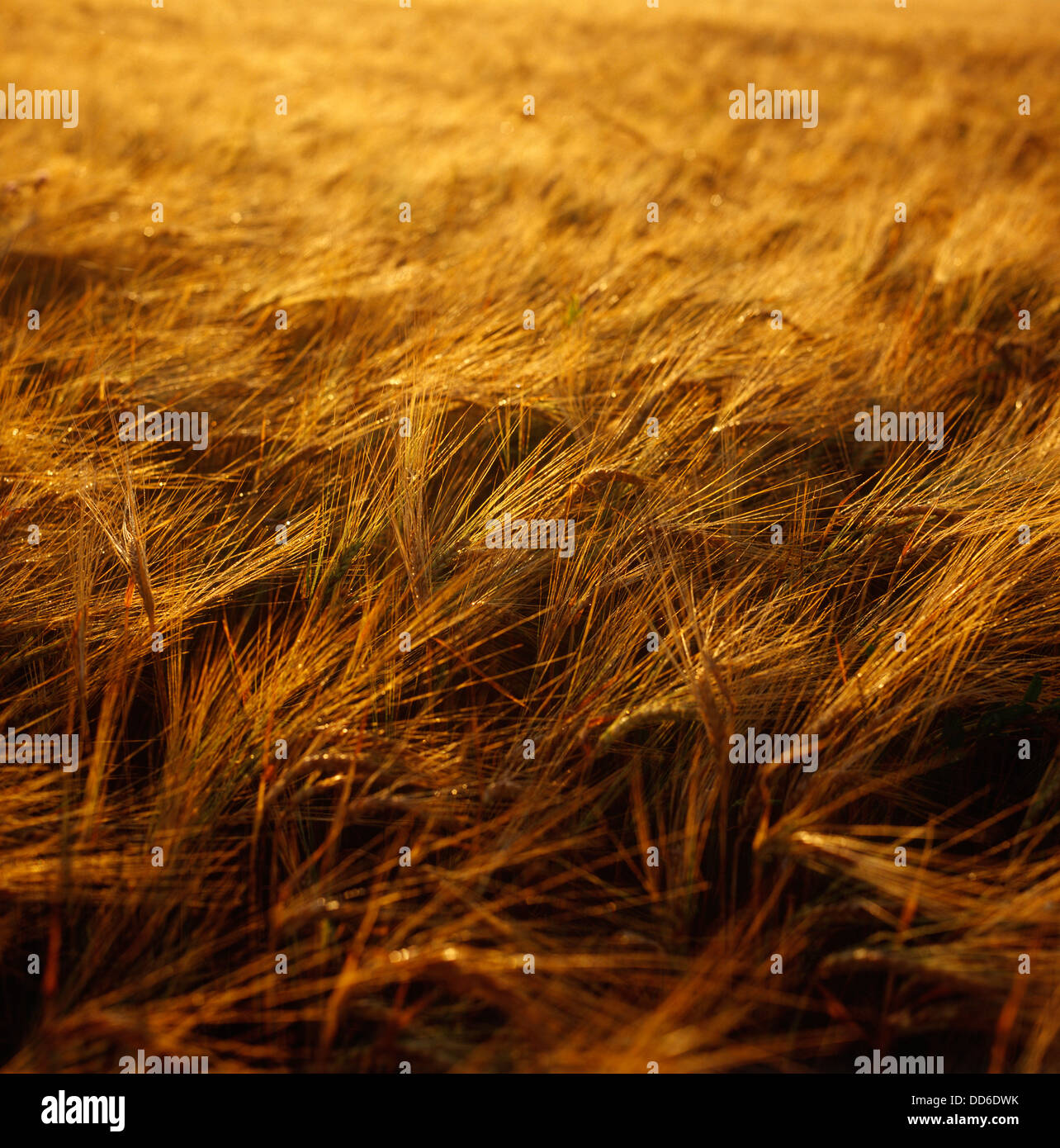Rye corn hi-res stock photography and images - Alamy