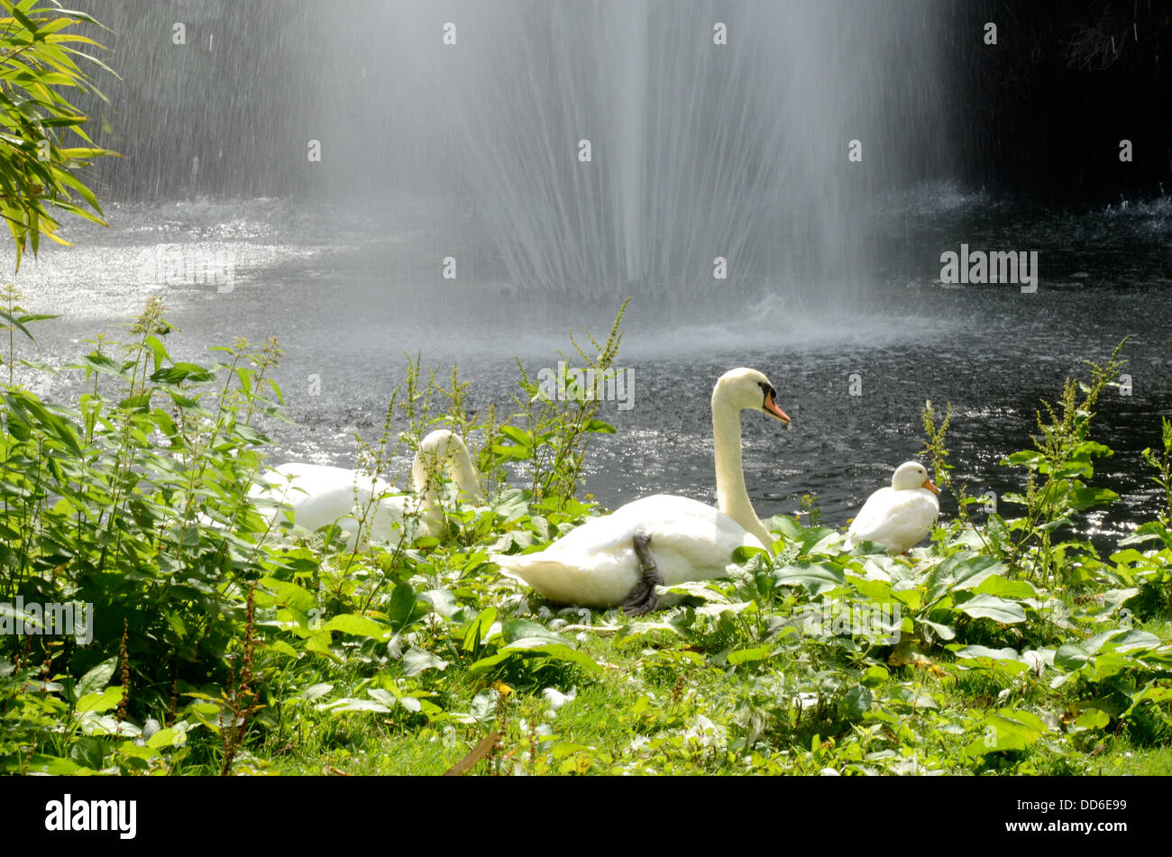 Fountain and swans, Bruges, Belgium Stock Photo - Alamy