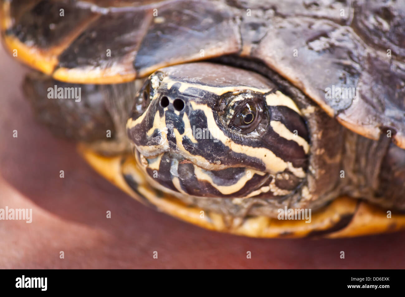 Slow moving turtle hi-res stock photography and images - Alamy