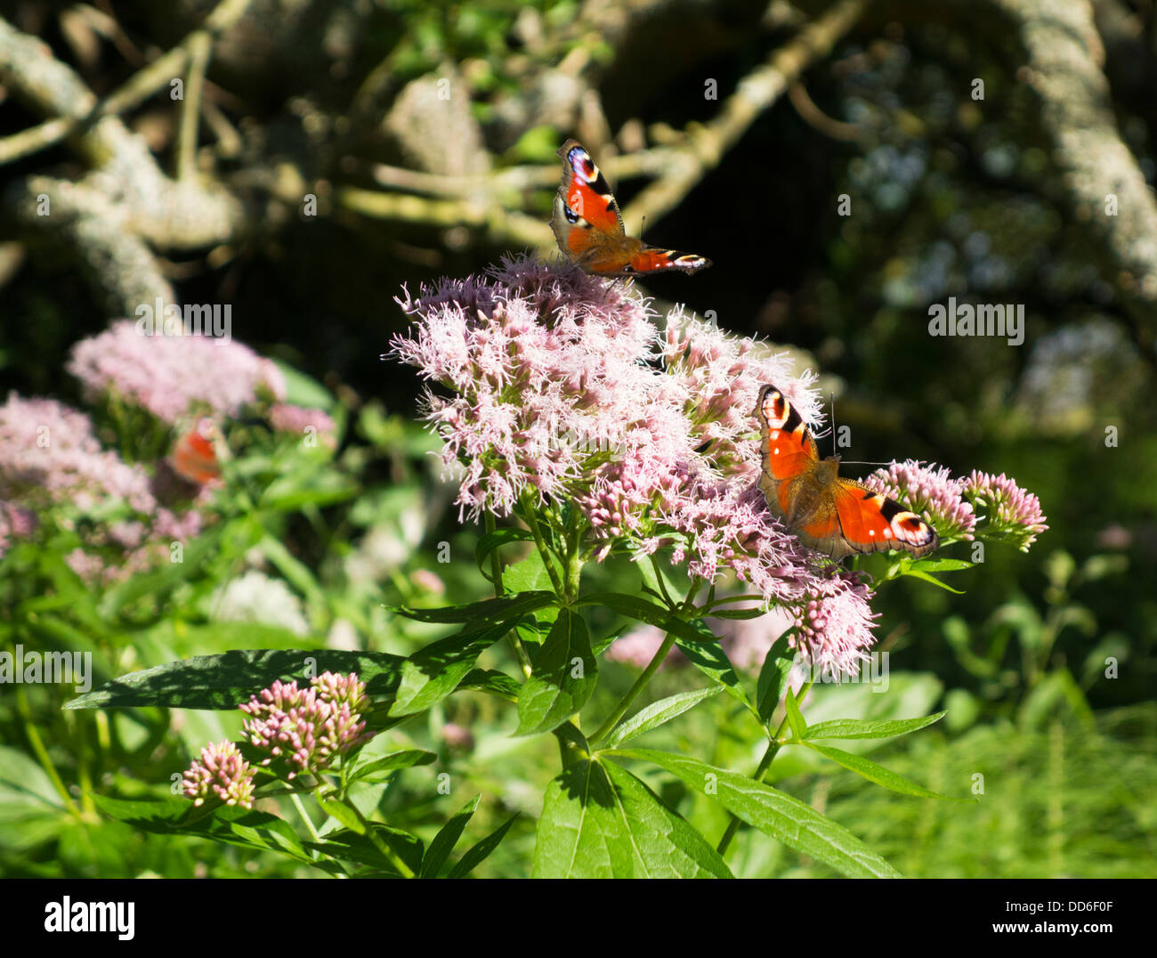 Peacock Butterflies (Inachis io), England, UK Stock Photo - Alamy