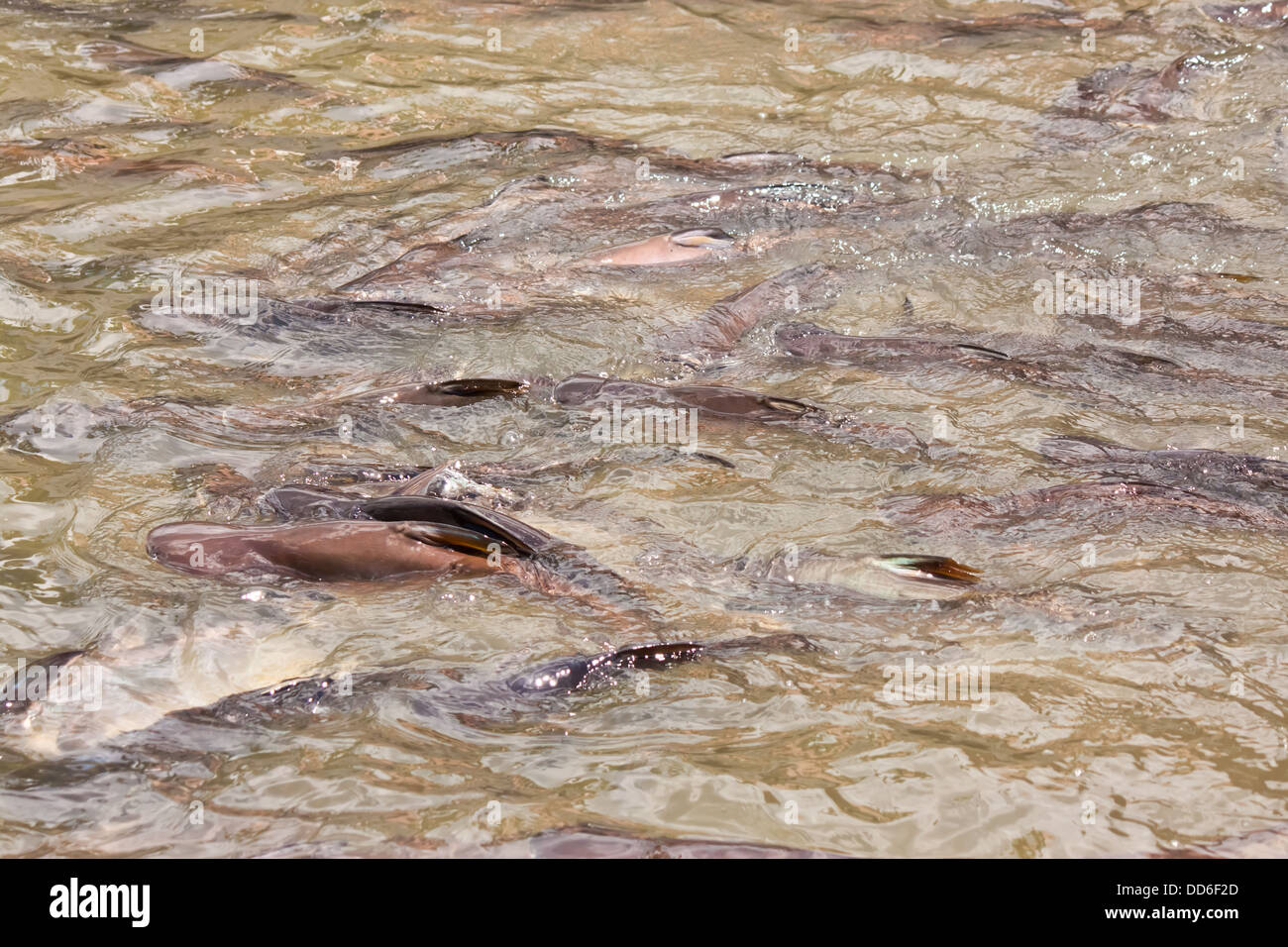 Fish in river hi-res stock photography and images - Alamy