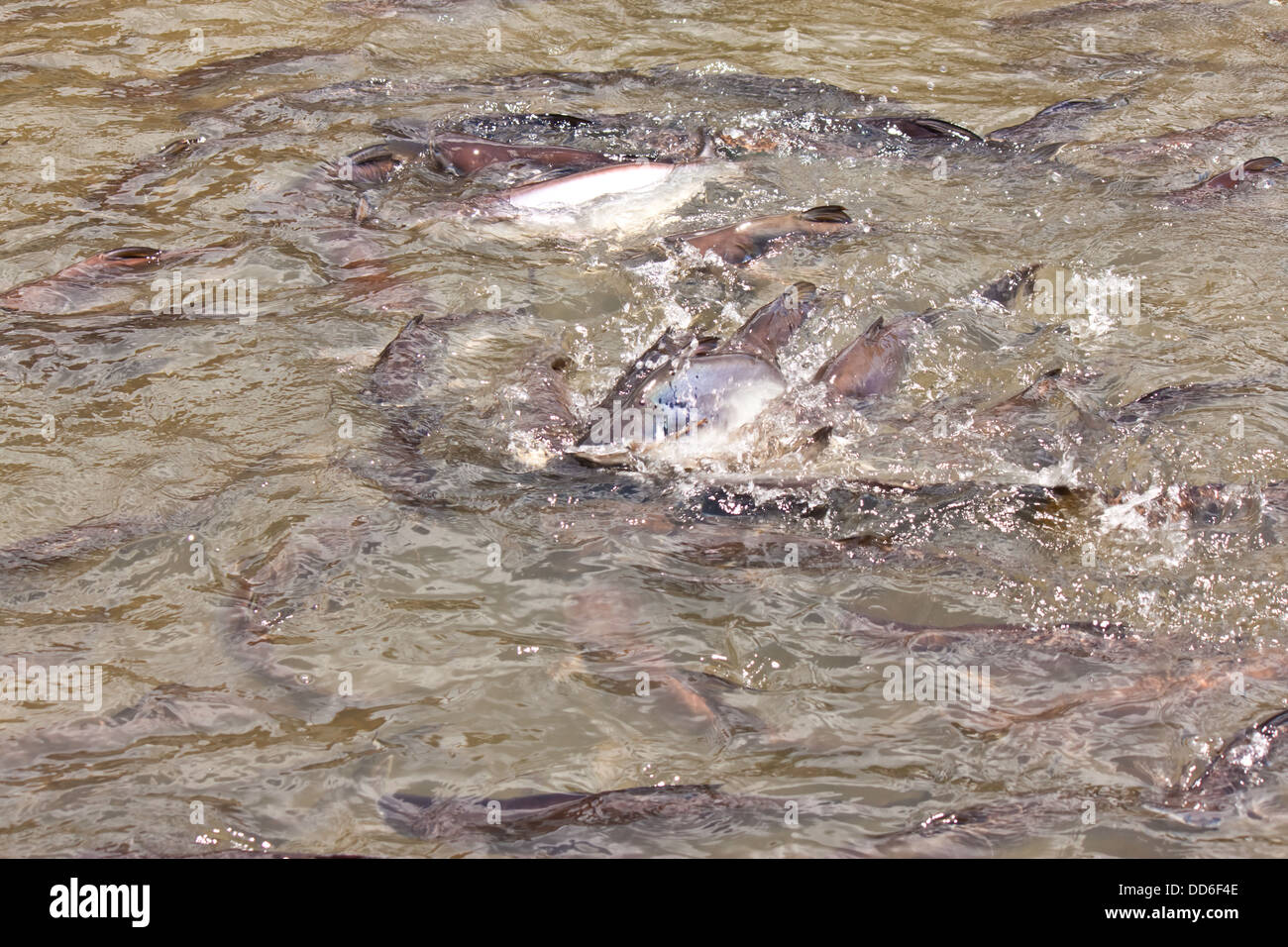 Fish river surface hi-res stock photography and images - Alamy