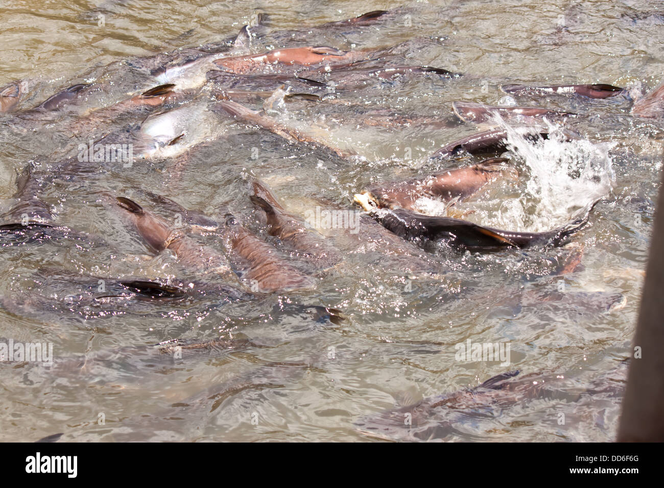 fish in river Stock Photo - Alamy