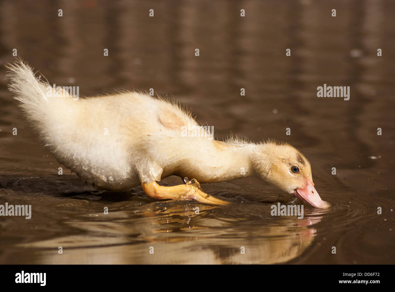 Im hungry hi-res stock photography and images - Alamy