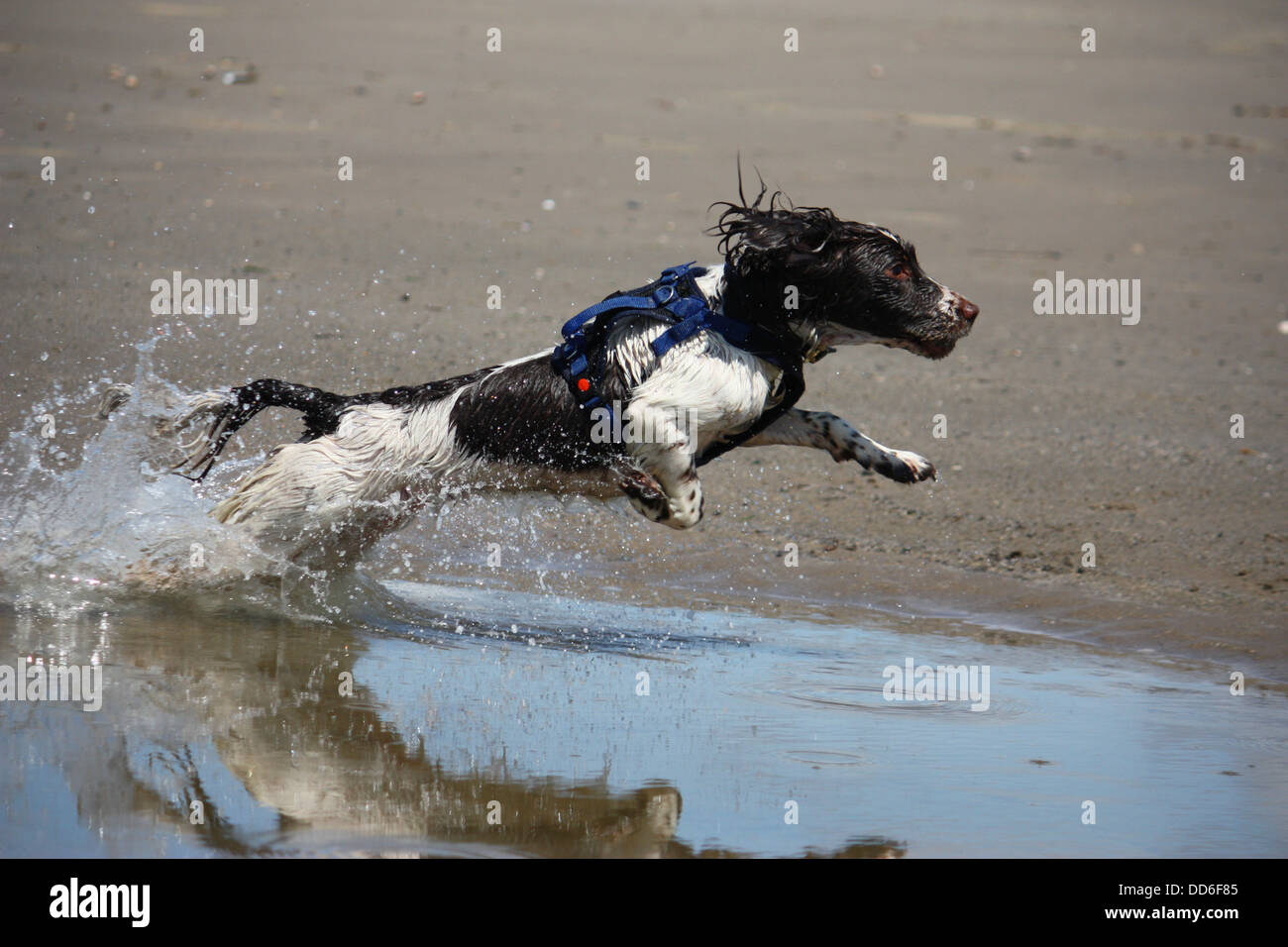 A working type english springer spaniel running on a beach splashing ...