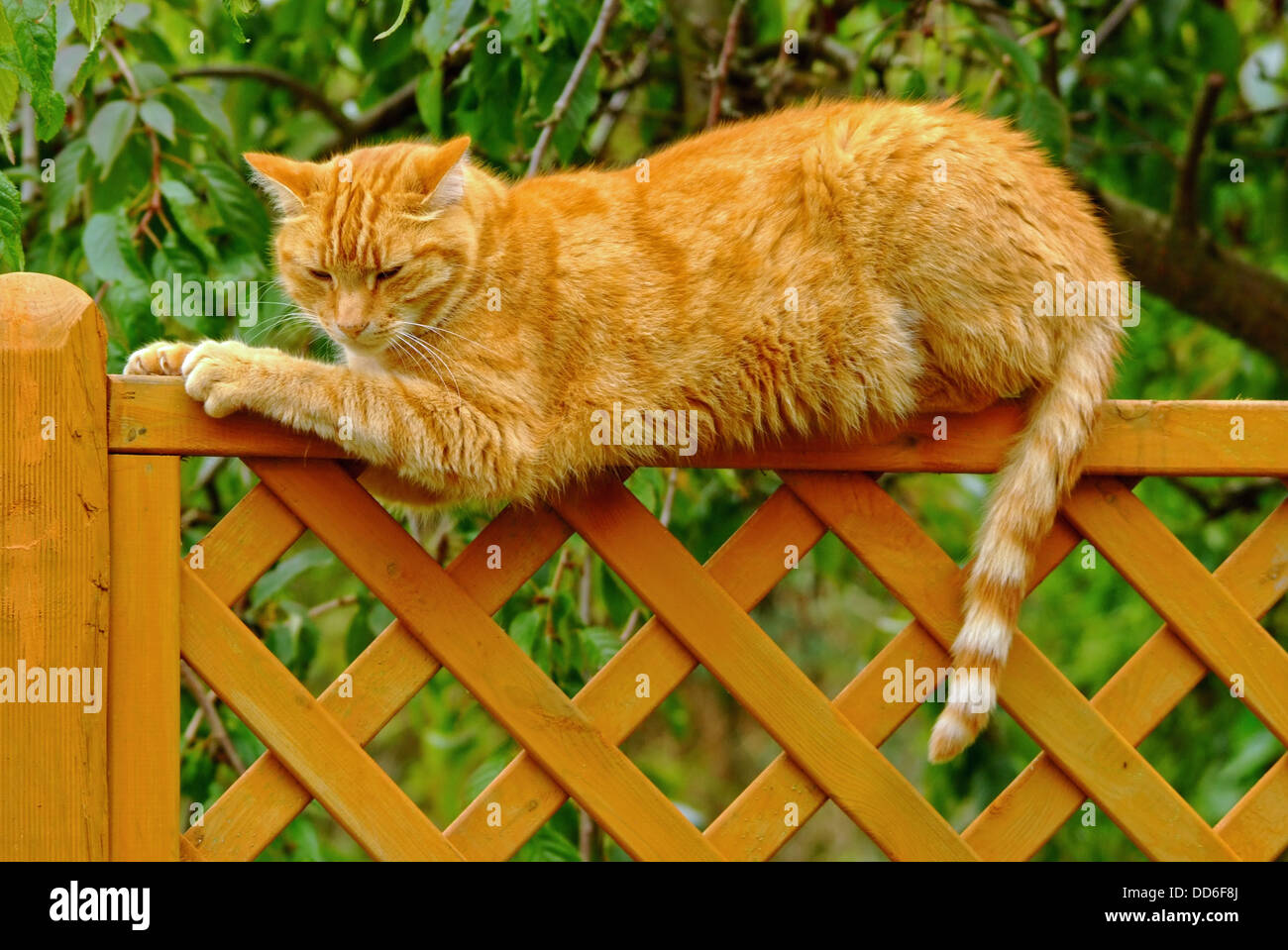 Domestic Ginger cat on fence clawing Stock Photo - Alamy