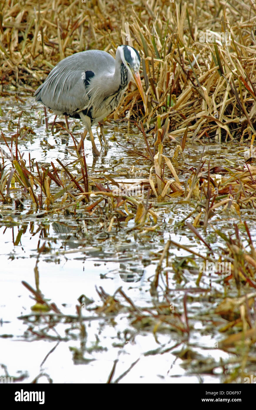River nene animals hi-res stock photography and images - Alamy
