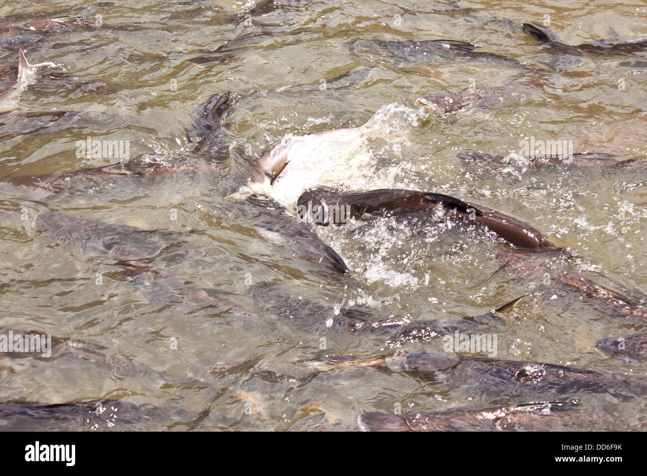fish in river Stock Photo - Alamy