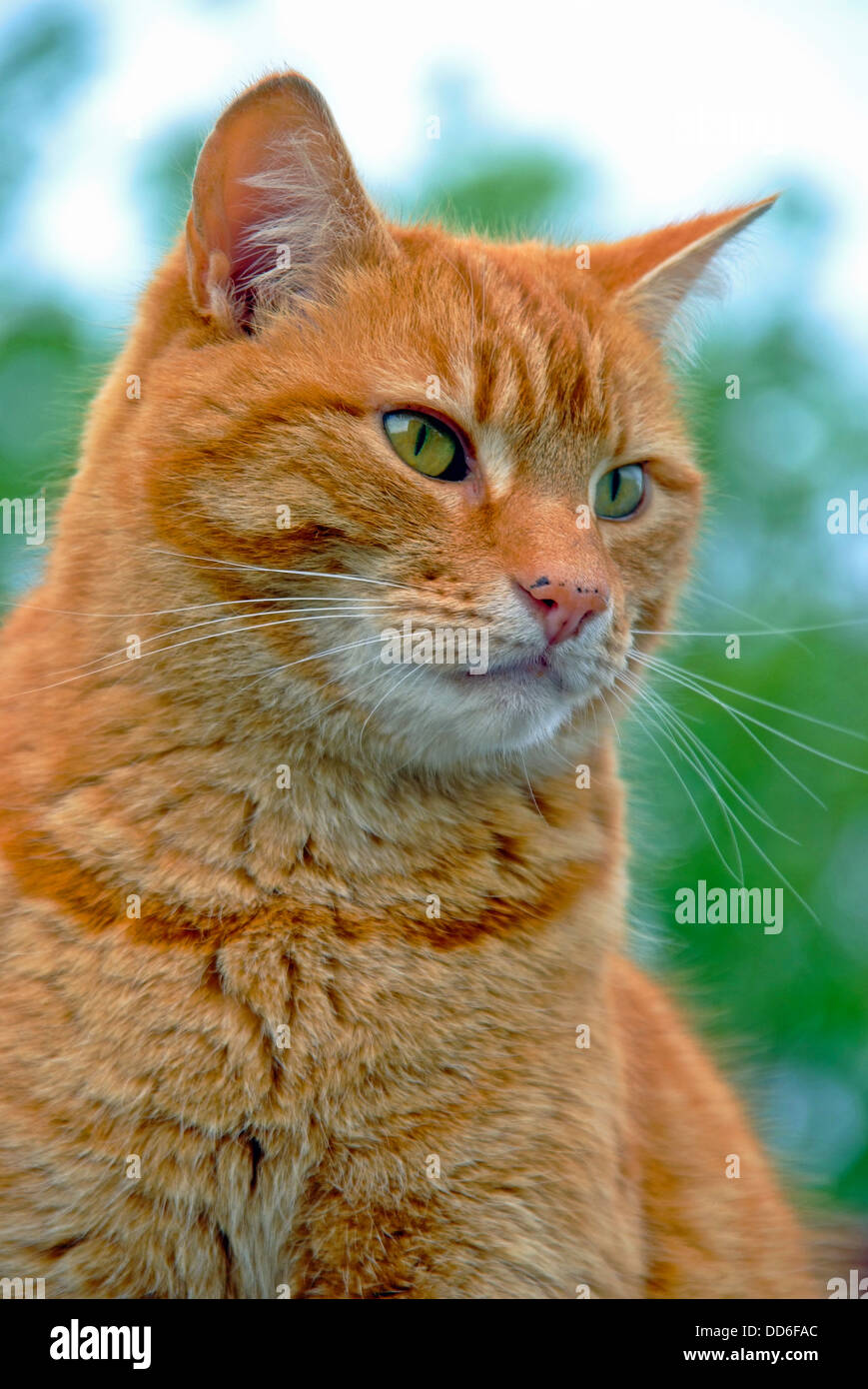 Adult ginger cat hi-res stock photography and images - Alamy