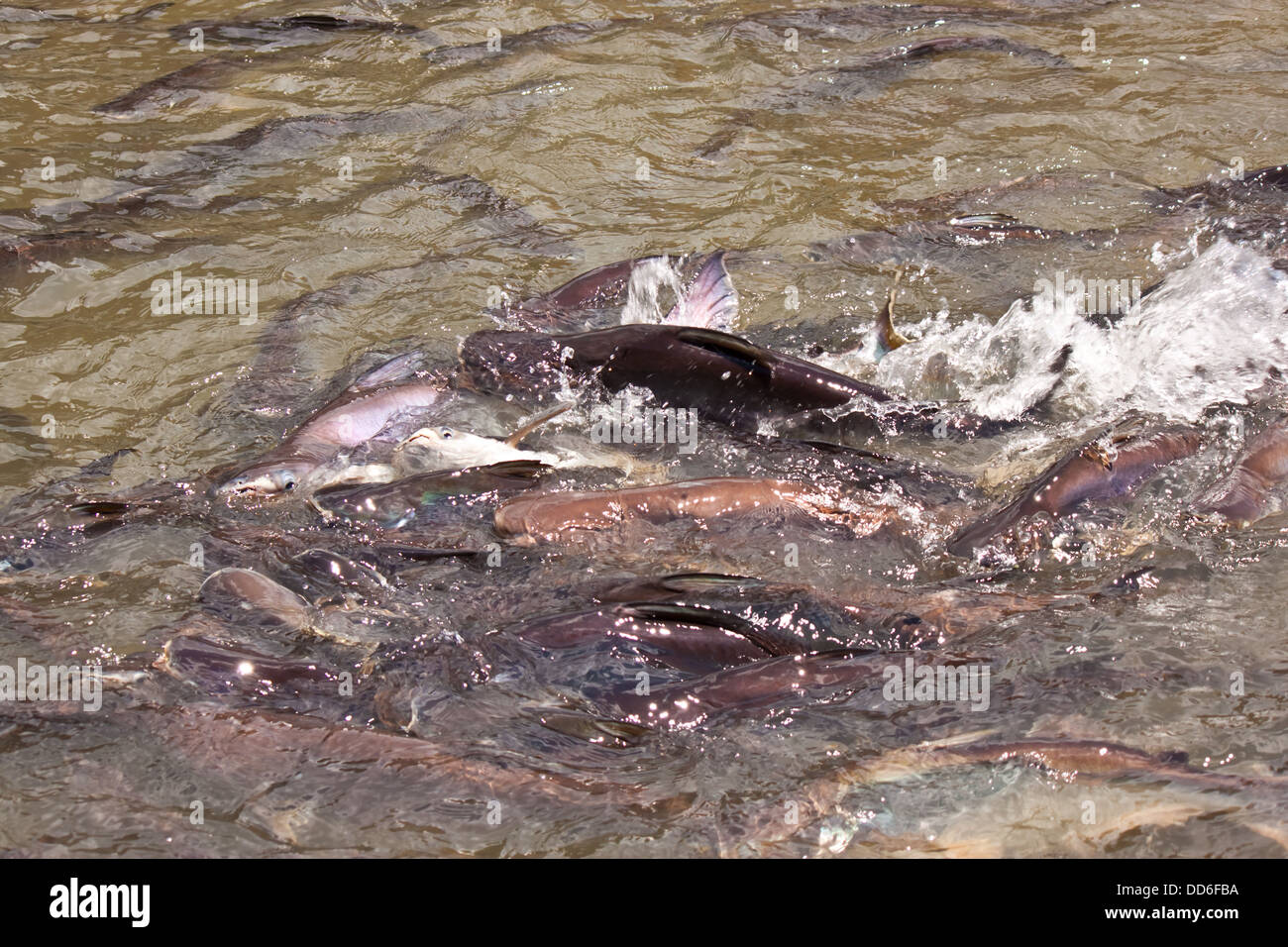 fish in river Stock Photo - Alamy