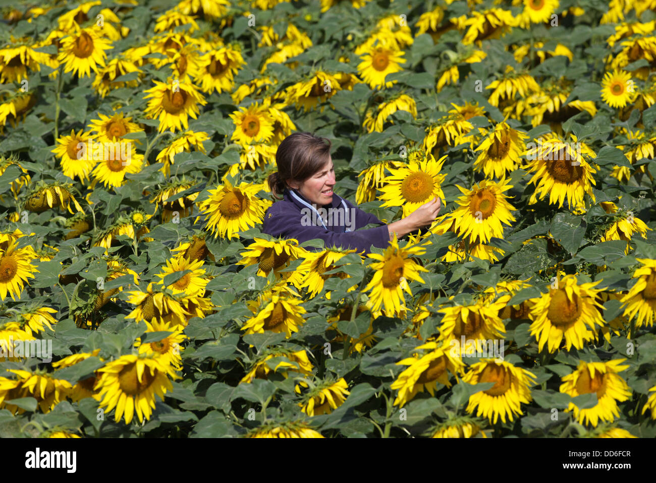 FARMER LUCY WATTS CHECKING THE SUNFLOWERS IN A FIELD IN LINCOLNSHIRE ...