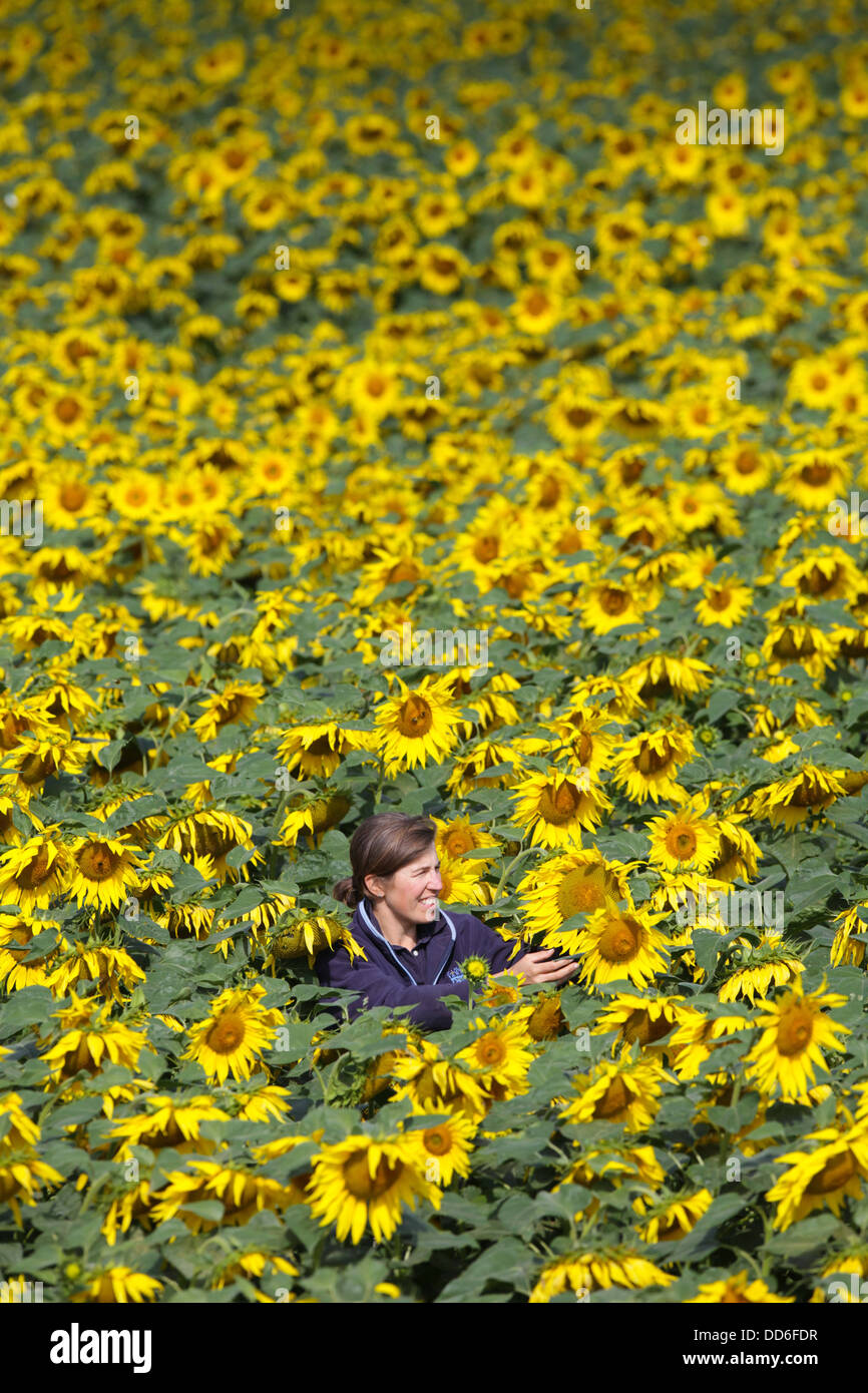 FARMER LUCY WATTS CHECKING THE SUNFLOWERS IN A FIELD IN LINCOLNSHIRE ...