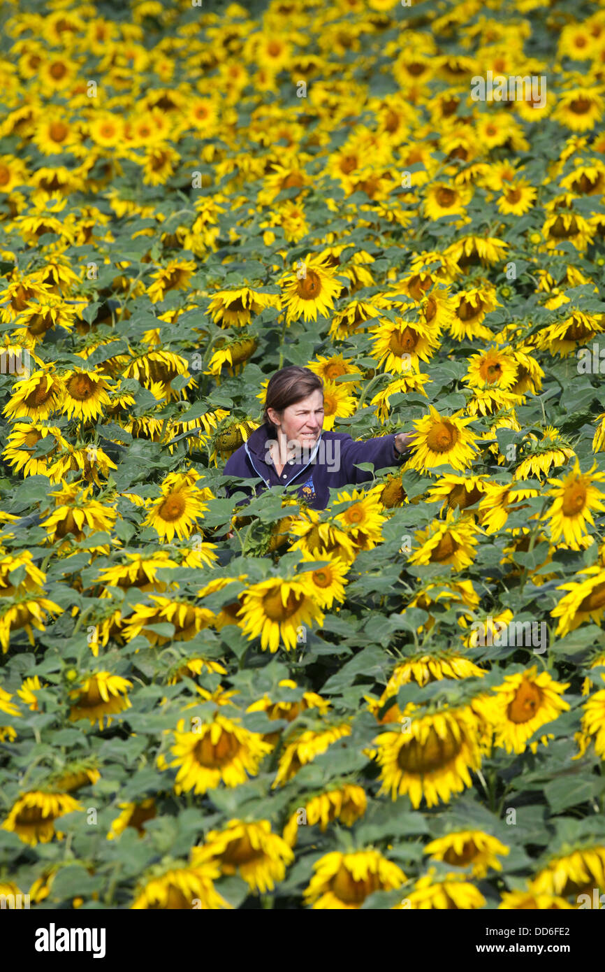 FARMER LUCY WATTS CHECKING THE SUNFLOWERS IN A FIELD IN LINCOLNSHIRE ...
