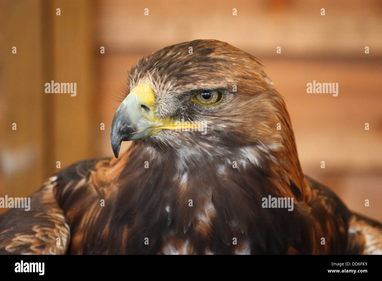 portrait of a magnificent golden eagle Stock Photo - Alamy