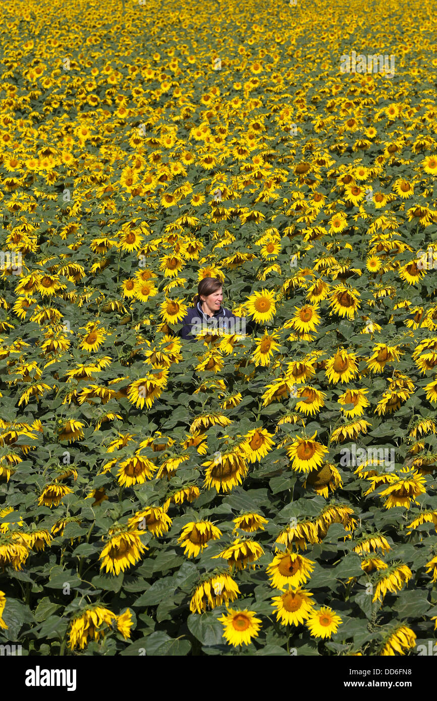 FARMER LUCY WATTS CHECKING THE SUNFLOWERS IN A FIELD IN LINCOLNSHIRE ...