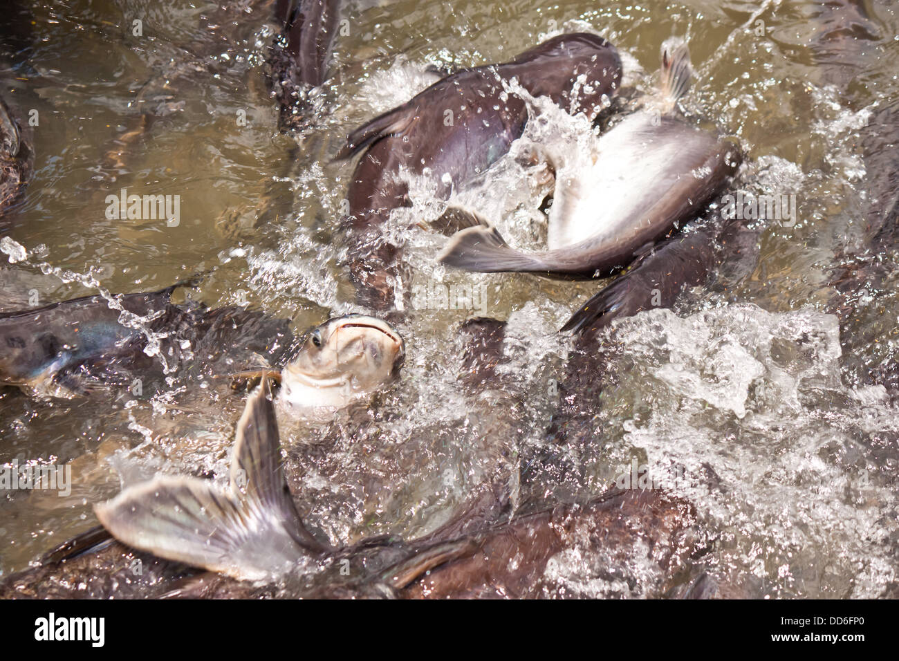 fish in water Stock Photo - Alamy