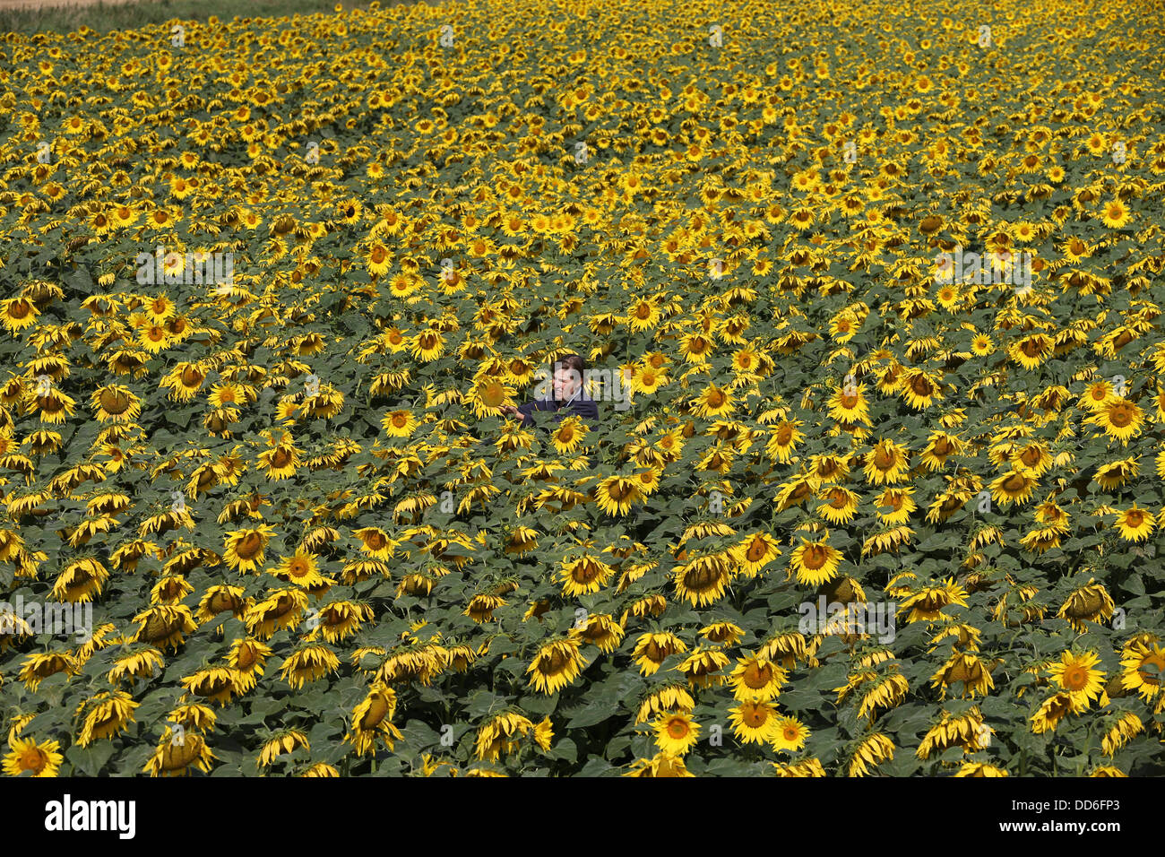 FARMER LUCY WATTS CHECKING THE SUNFLOWERS IN A FIELD IN LINCOLNSHIRE ...