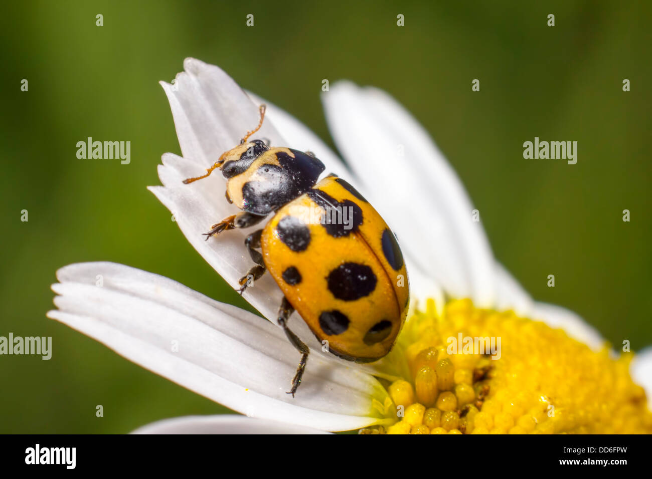 Ladybug face up close hi-res stock photography and images - Alamy