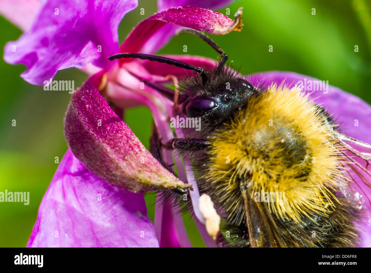 Portrait of a bee Stock Photo - Alamy