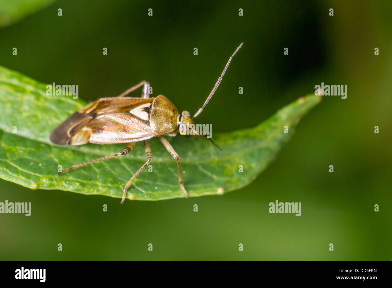 Portrait of a Tarnished plant Bug (Lygus pratensis Stock Photo - Alamy