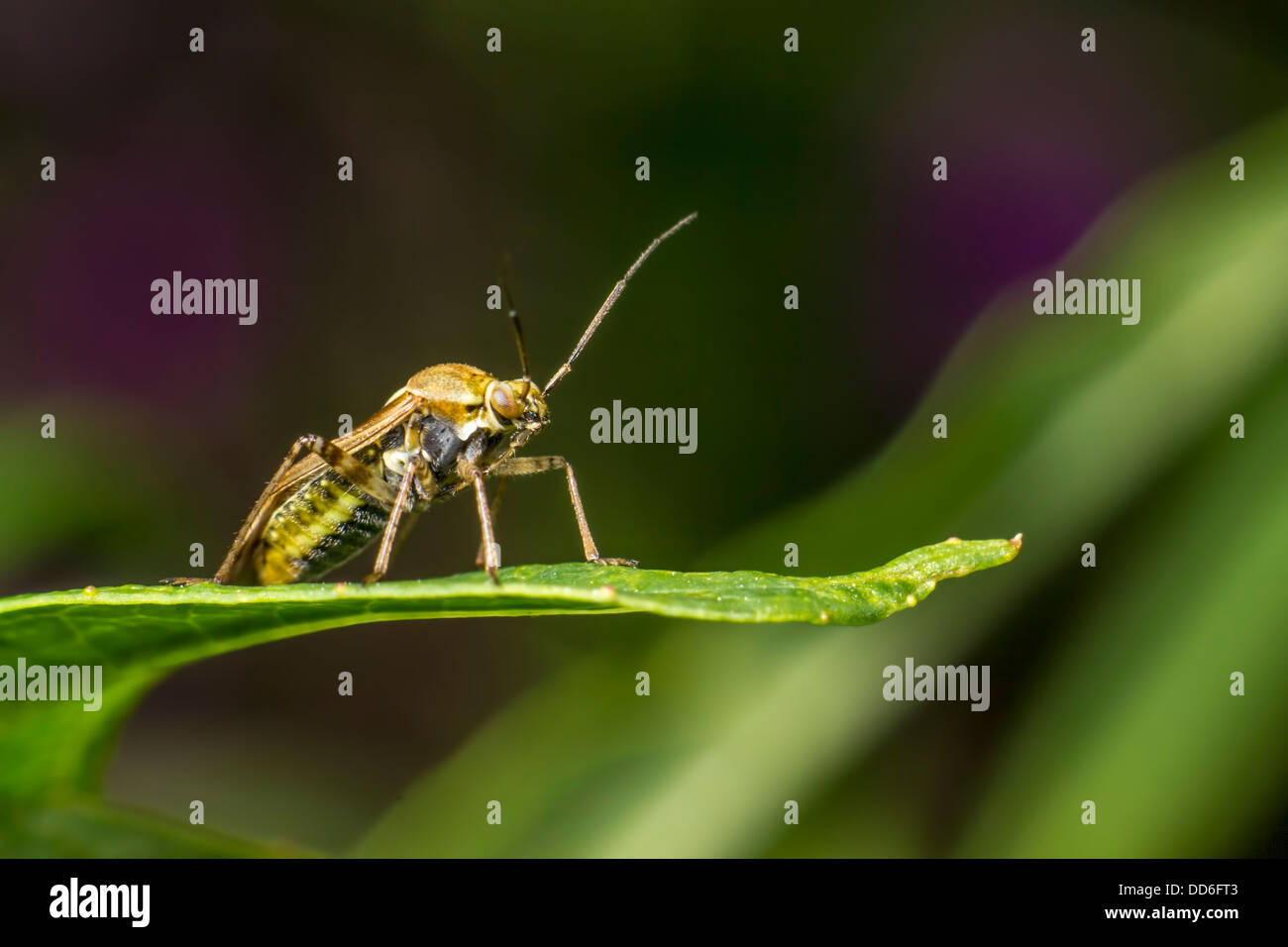 Portrait of a bug Stock Photo - Alamy
