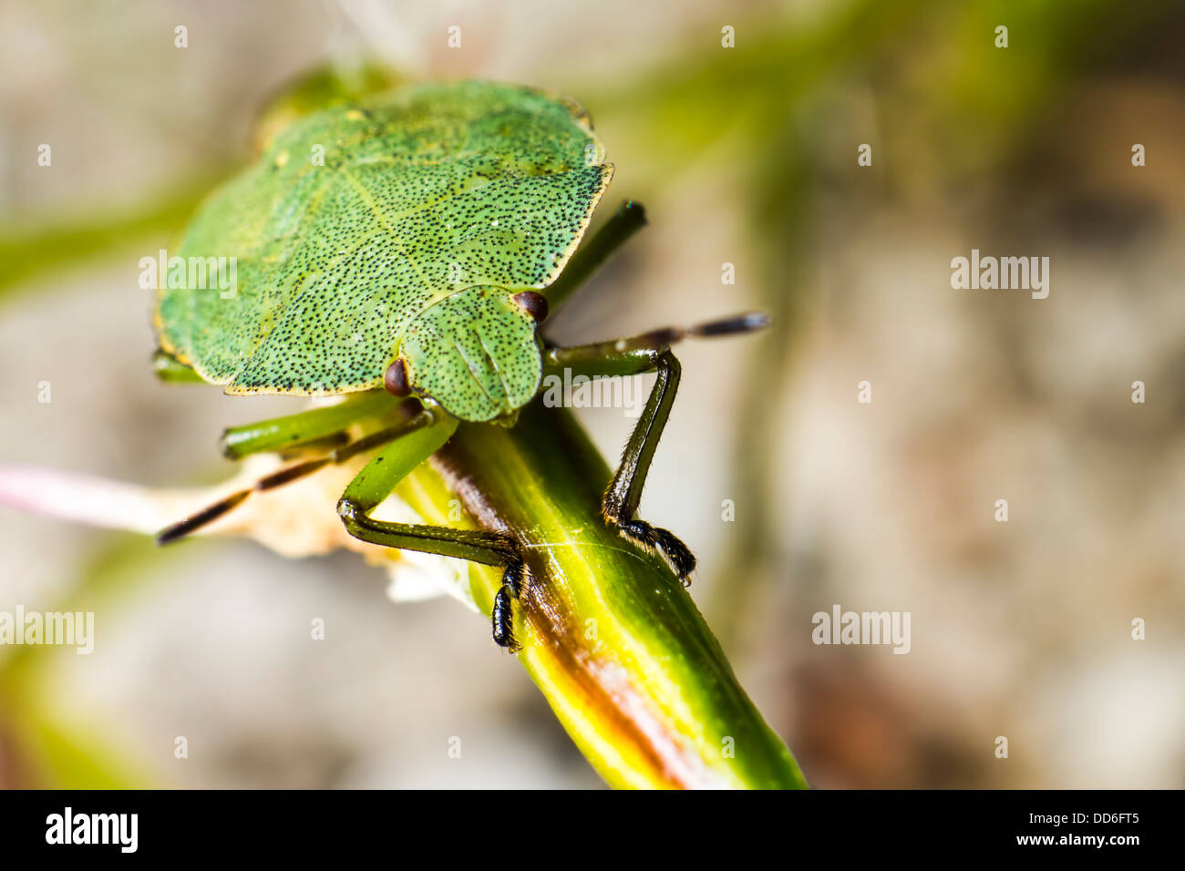 Portrait of a green bug Stock Photo - Alamy