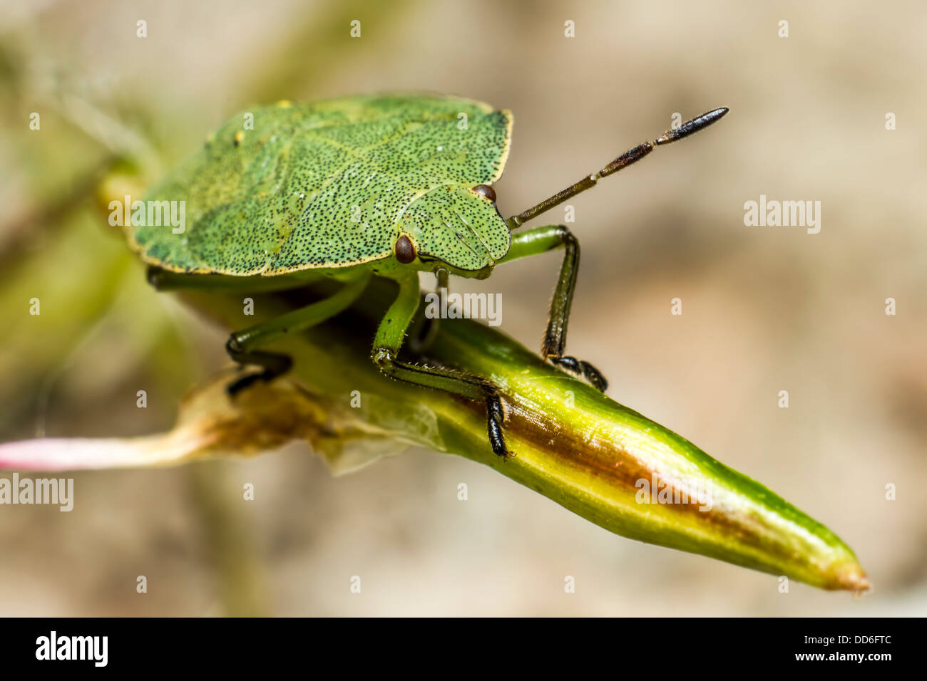 Portrait of a green bug Stock Photo - Alamy