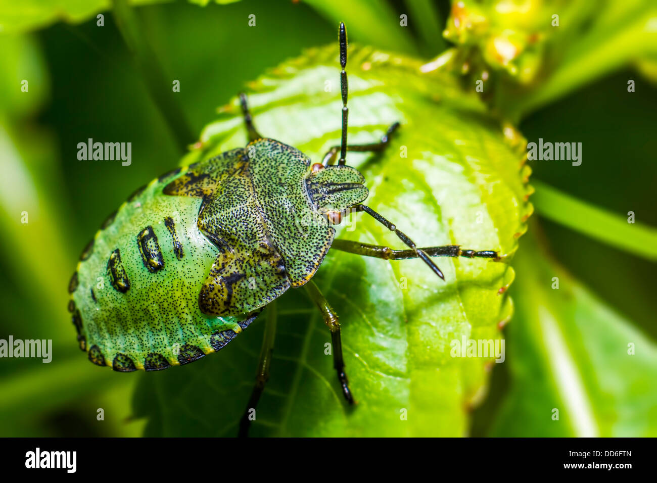 Portrait of a green bug Stock Photo - Alamy
