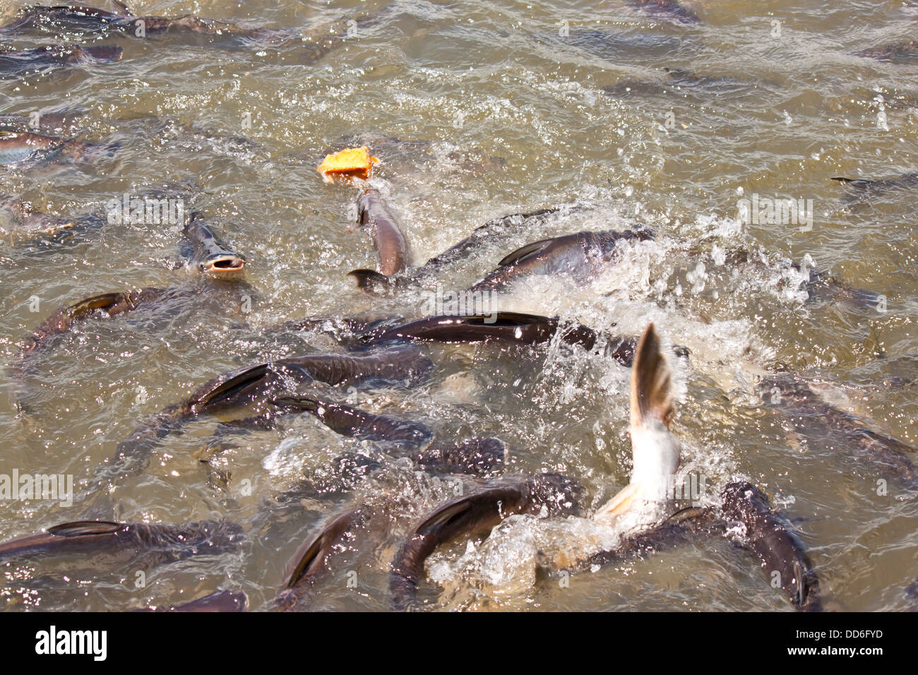 fish in water Stock Photo - Alamy