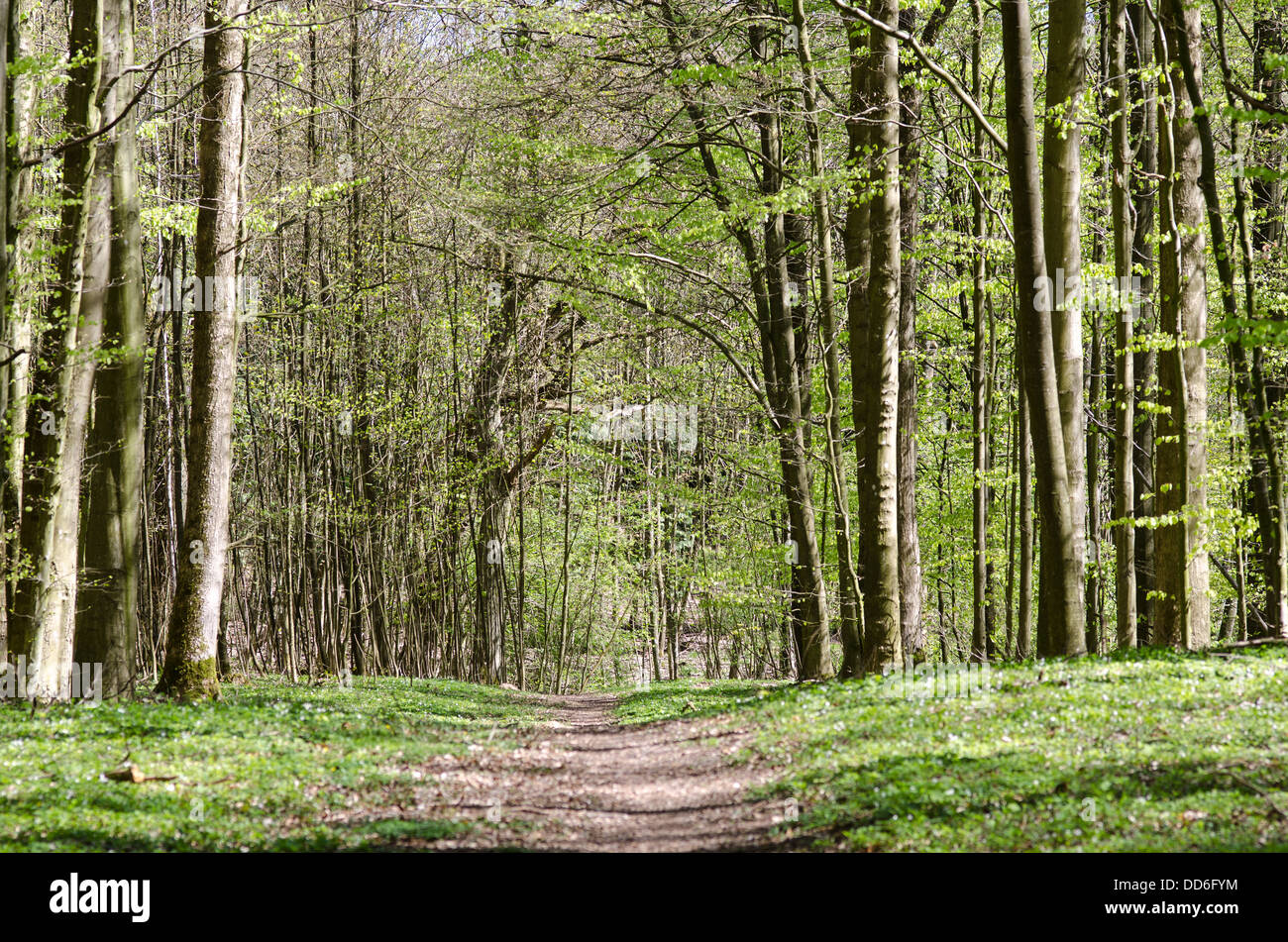 Soft morning spring sunshine through hi-res stock photography and ...