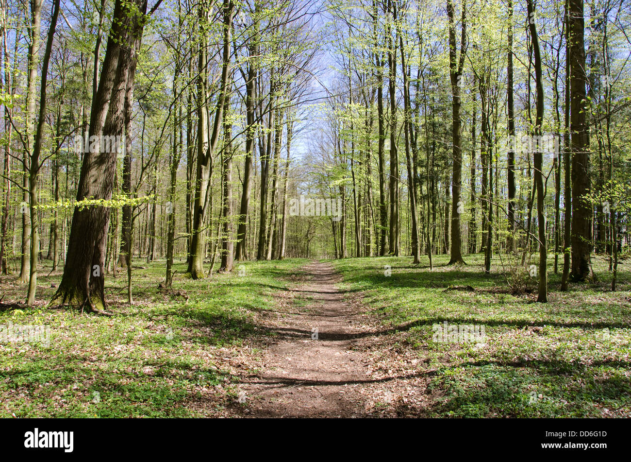 Soft morning spring sunshine through hi-res stock photography and ...