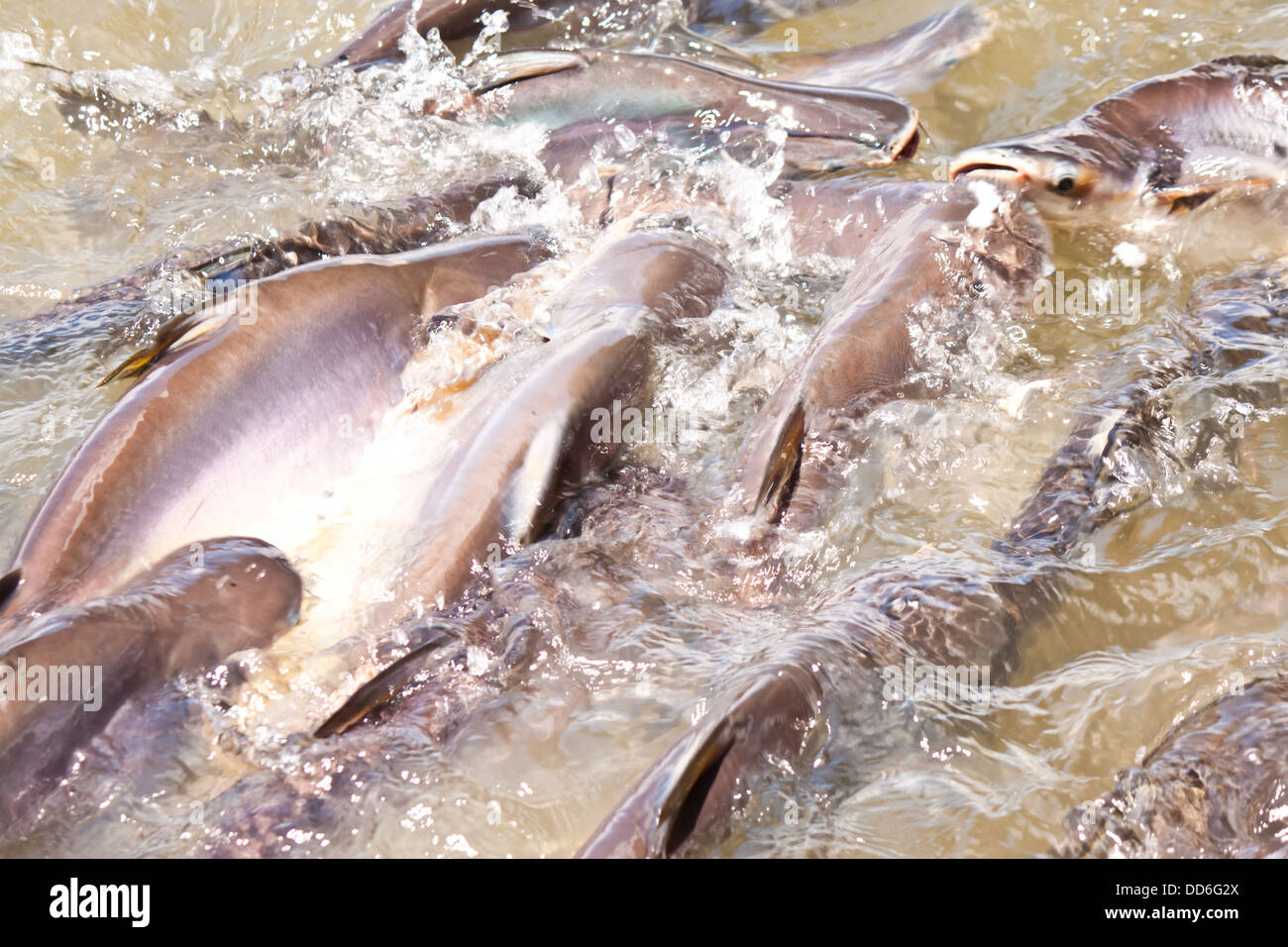 fish in water Stock Photo - Alamy