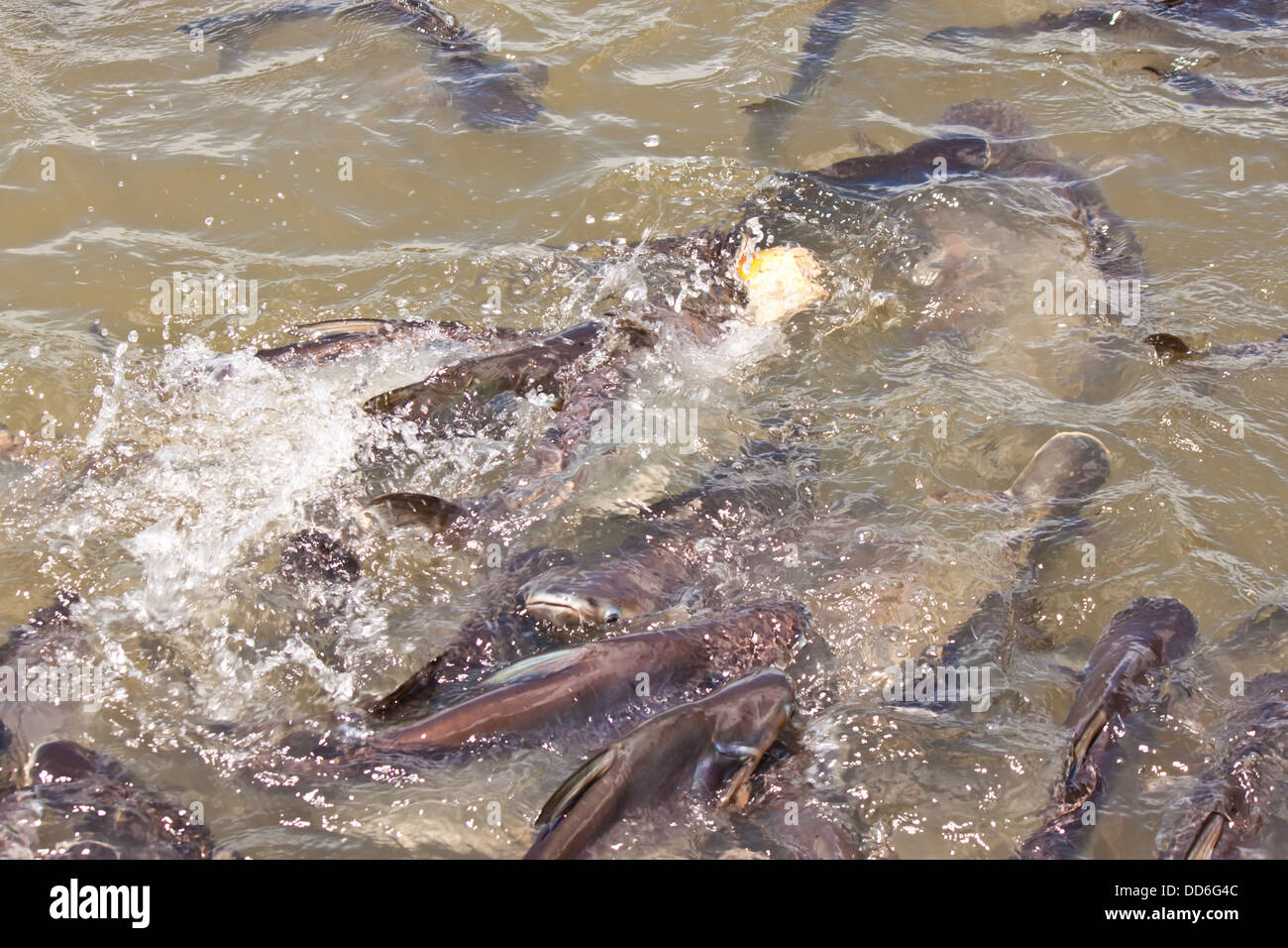 fish in water Stock Photo - Alamy