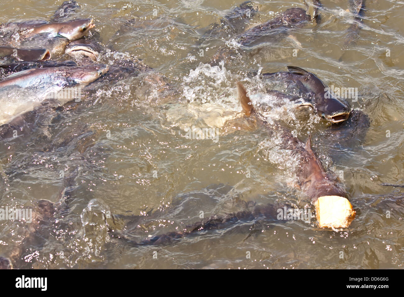 Fish in water hi-res stock photography and images - Alamy