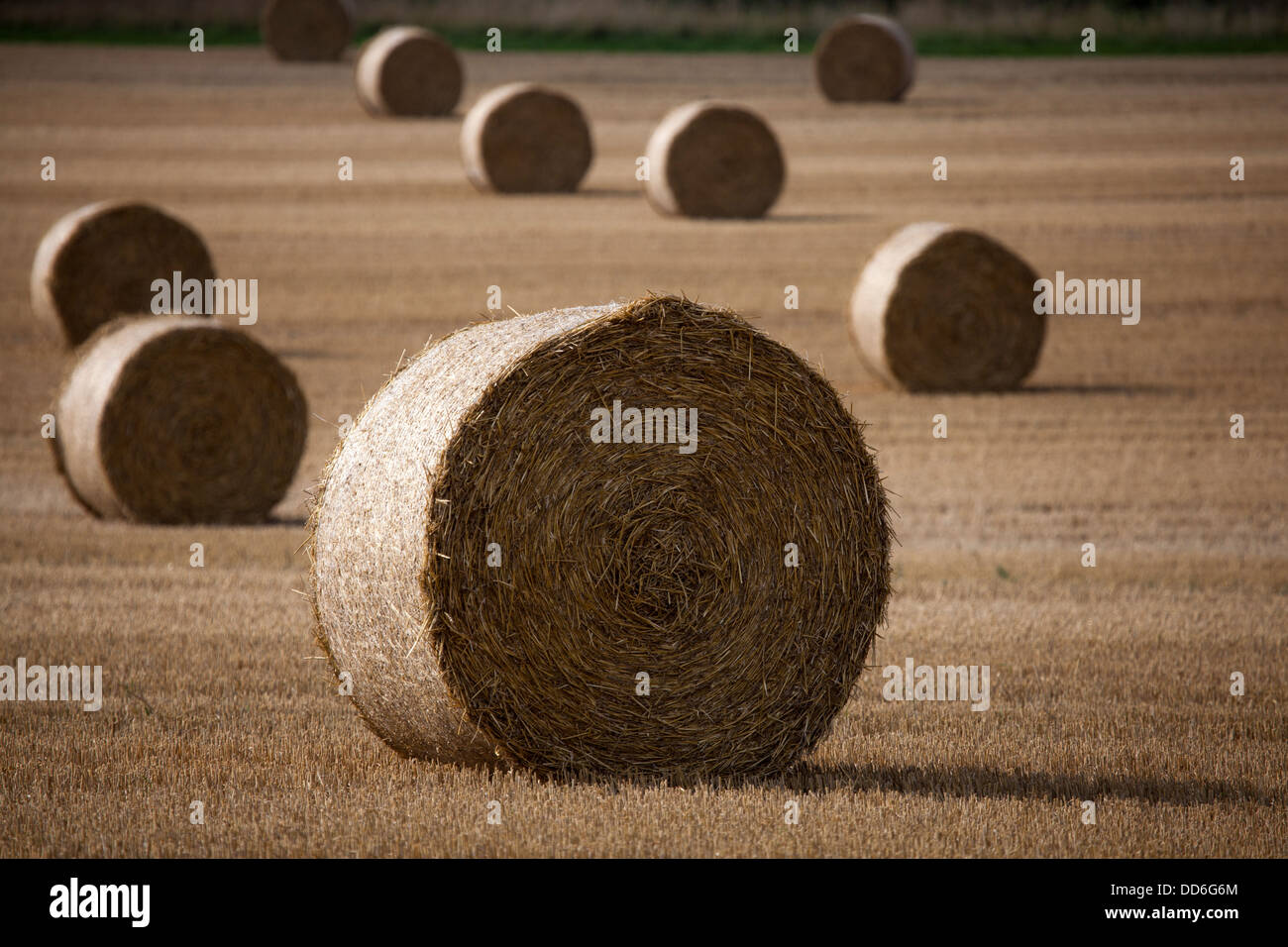 Wheels or Rounds of Hay Bales Stock Photo - Alamy