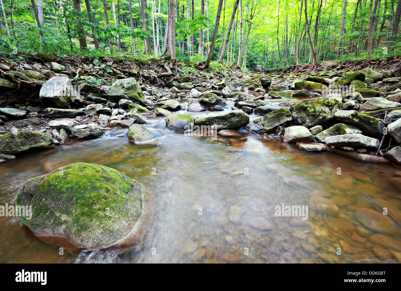 Carolinian hi-res stock photography and images - Alamy
