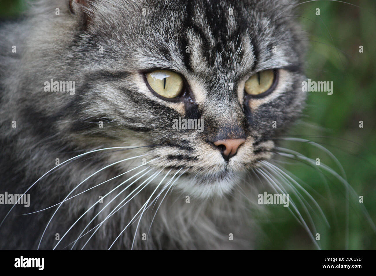 Long haired tabby hi-res stock photography and images - Alamy