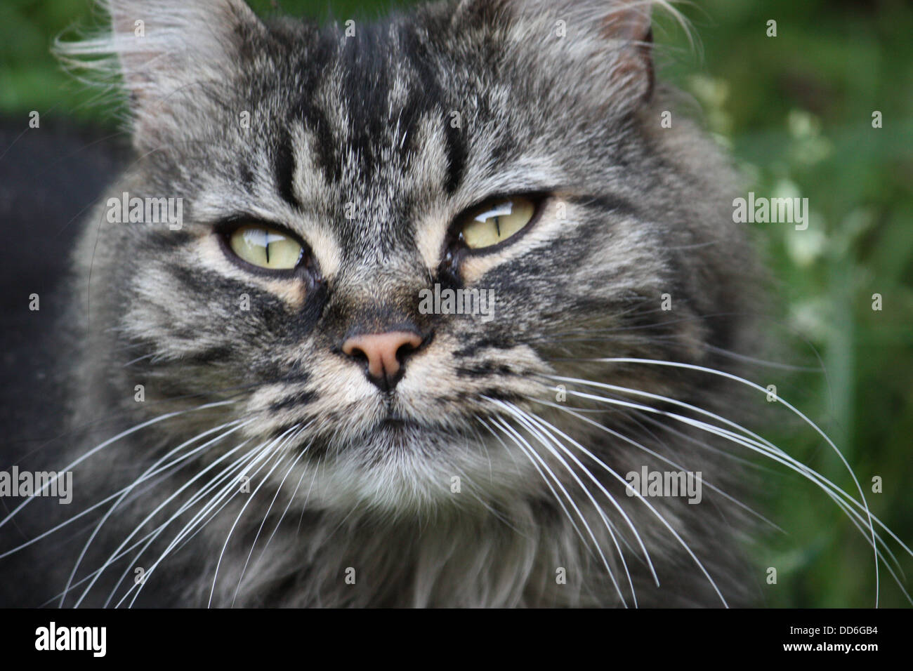 Very cute long haired tabby cat Stock Photo - Alamy