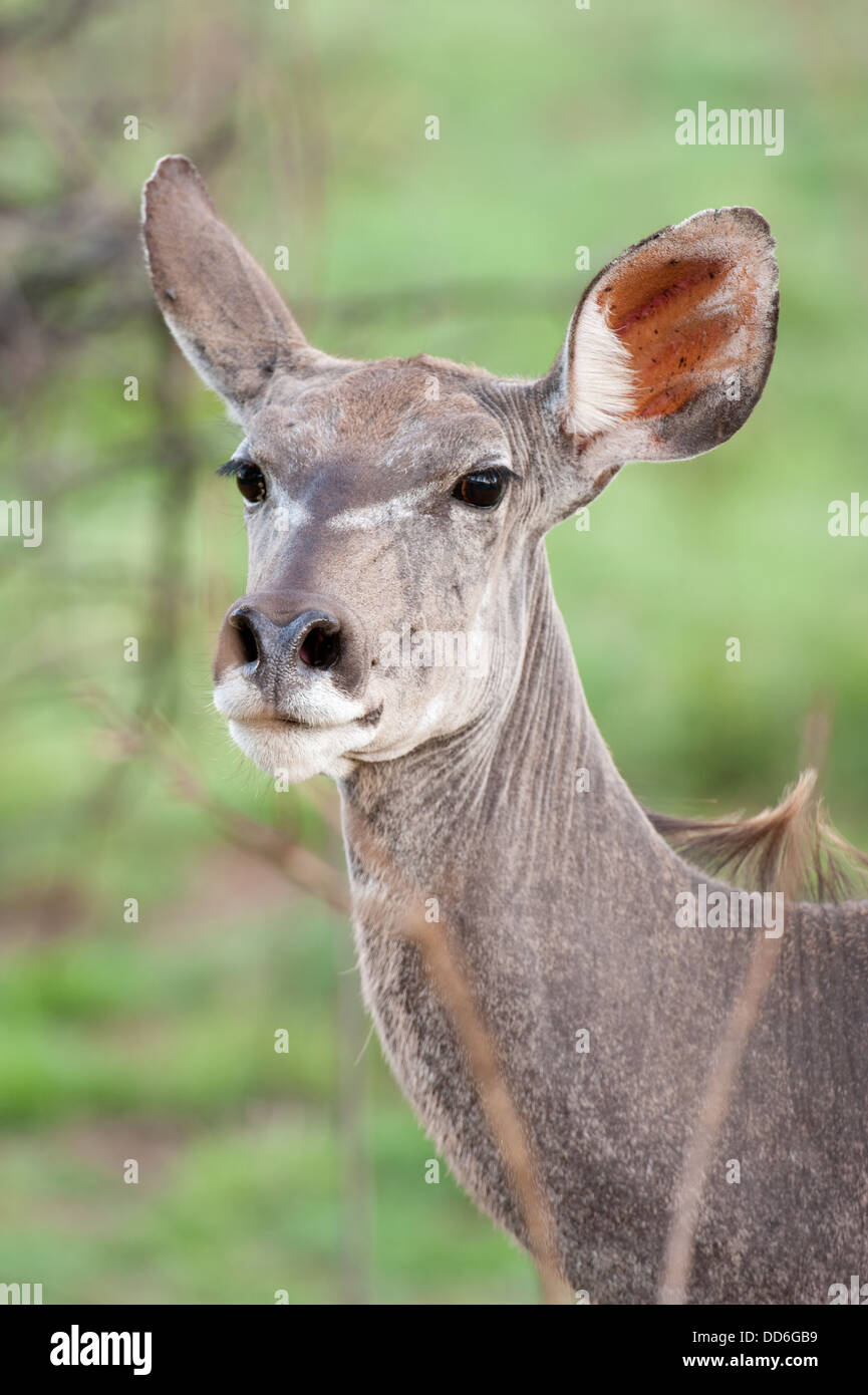 Kudu head hi-res stock photography and images - Alamy