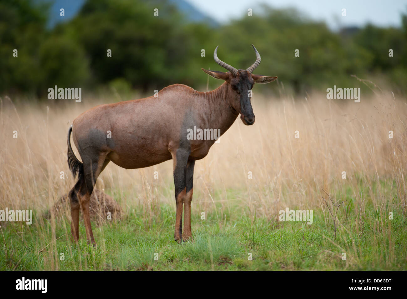 Tsessebe (Damaliscus lunatus), Pilanesberg Game Reserve, South Africa ...