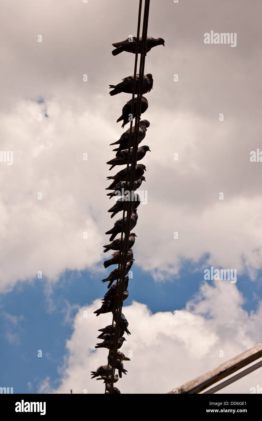 On cable hi-res stock photography and images - Alamy