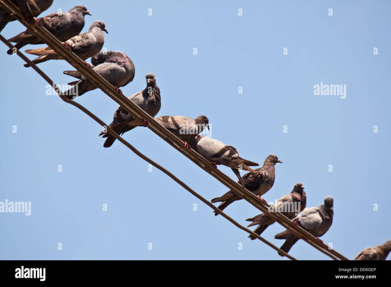 bird on cable Stock Photo - Alamy